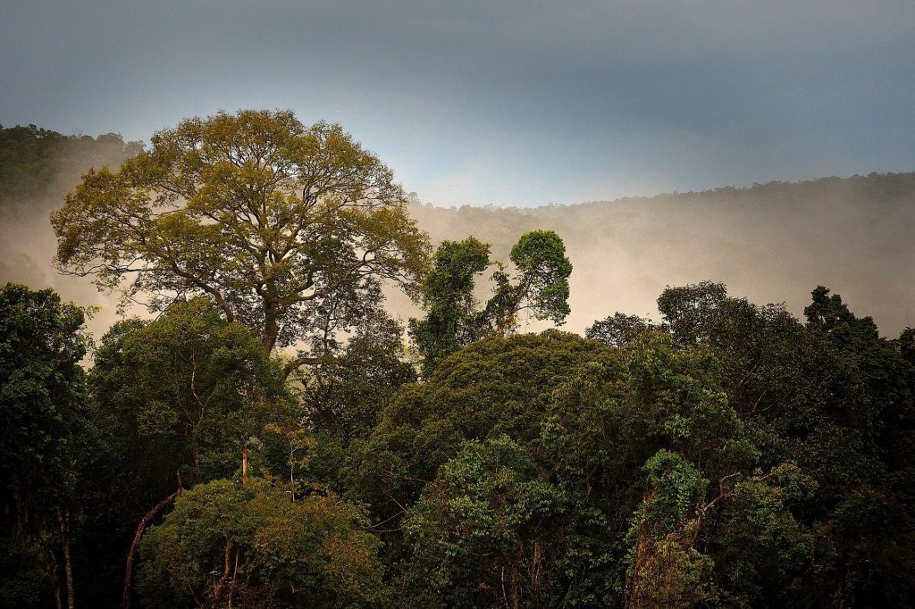 High Conservation Value - Re-Mark Asia